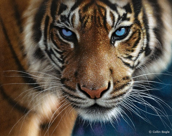 Realistic Wildlife Paintings by Collin Bogle | Amusing Planet